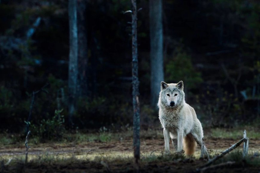 Exposing Four Types of Wolves in the Church Today - Gospel News and ...